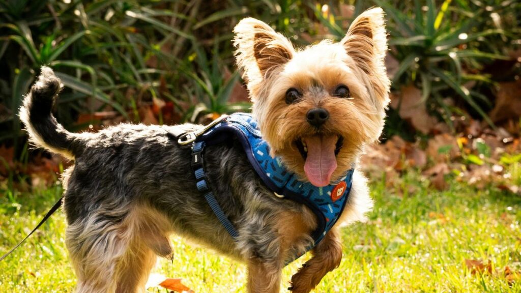 The Tiny Dog Hiding a Double Row of Teeth — And Why Your Vet Wants to ...