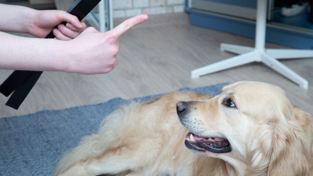 Why Punishing a Fearful Dog Will Almost Always Make the Behavioral ...