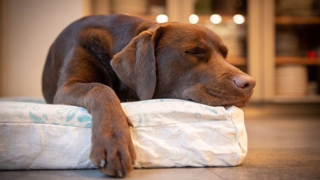 What Your Dog Dreams About When Their Paws Start Twitching in Their ...